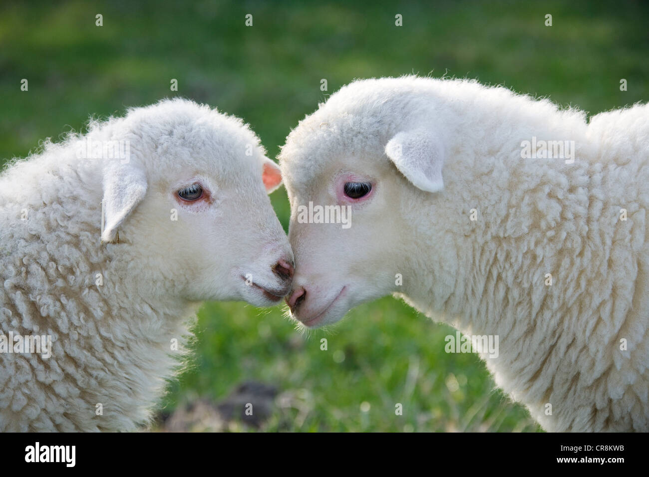 Sheep face close up hi-res stock photography and images - Alamy