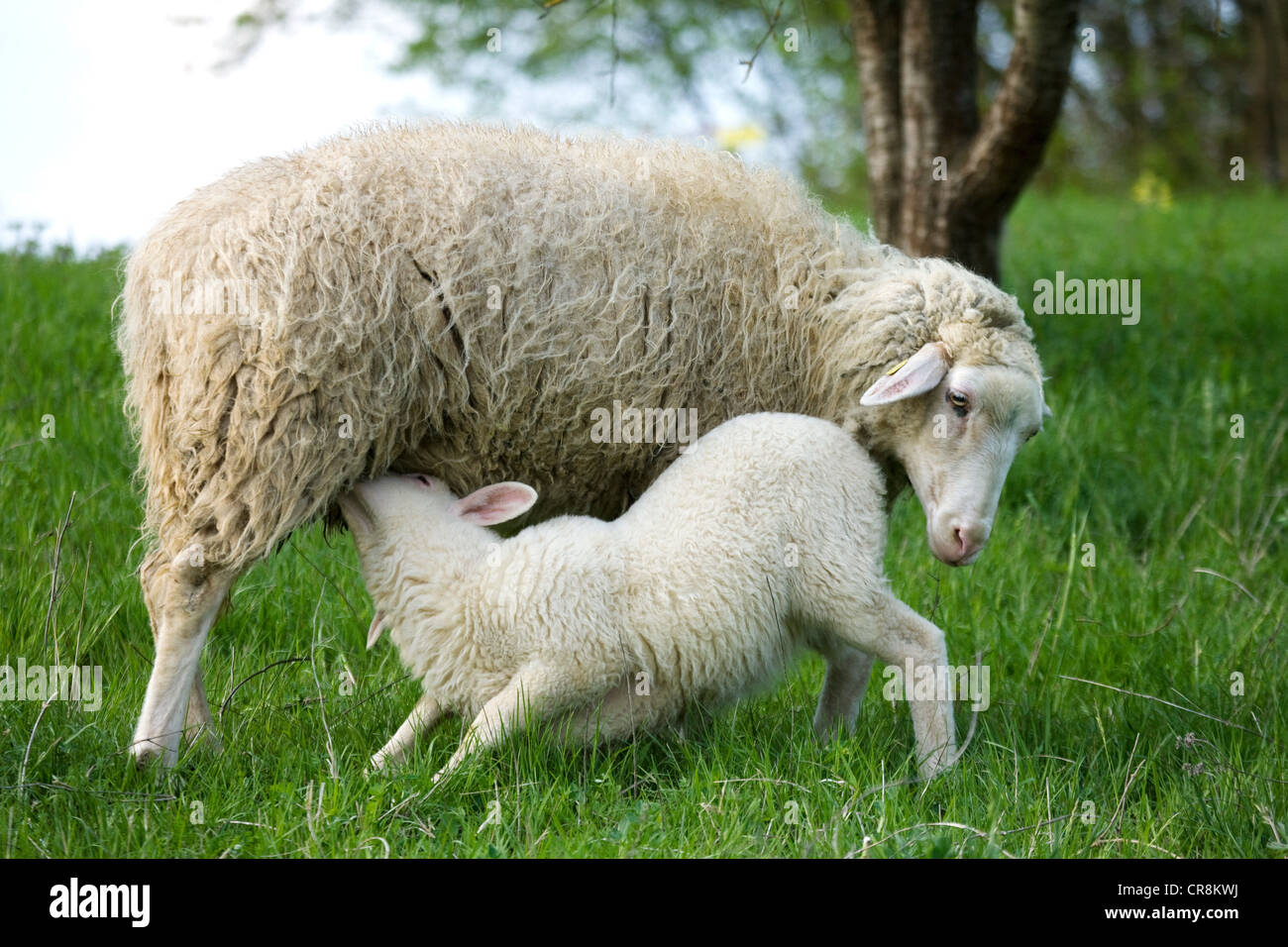 Lamb suckling from ewe Stock Photo - Alamy