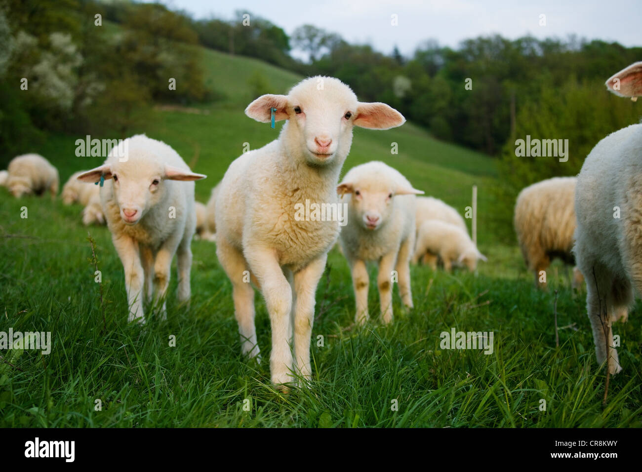 Lambs hi-res stock photography and images - Alamy