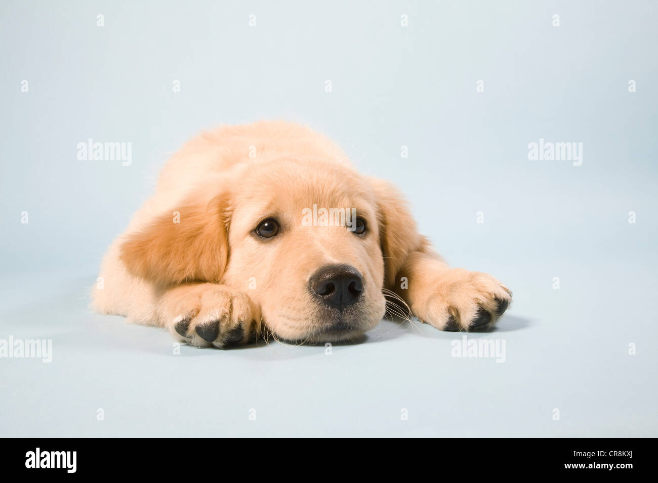 Puppy Laying Down The First Night With Your New Puppy: Complete Guide