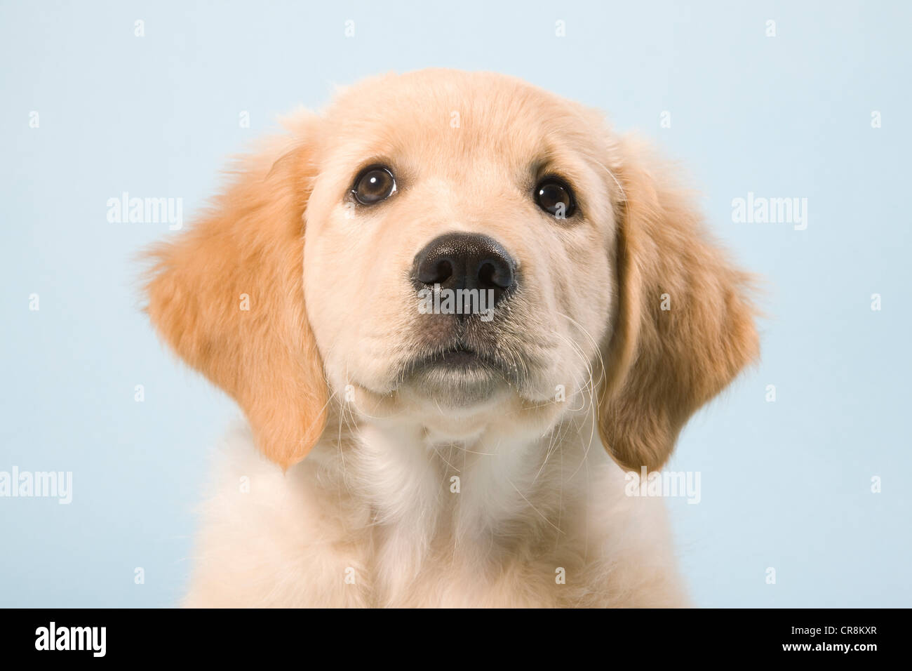 Cute puppy close up, portrait Stock Photo - Alamy