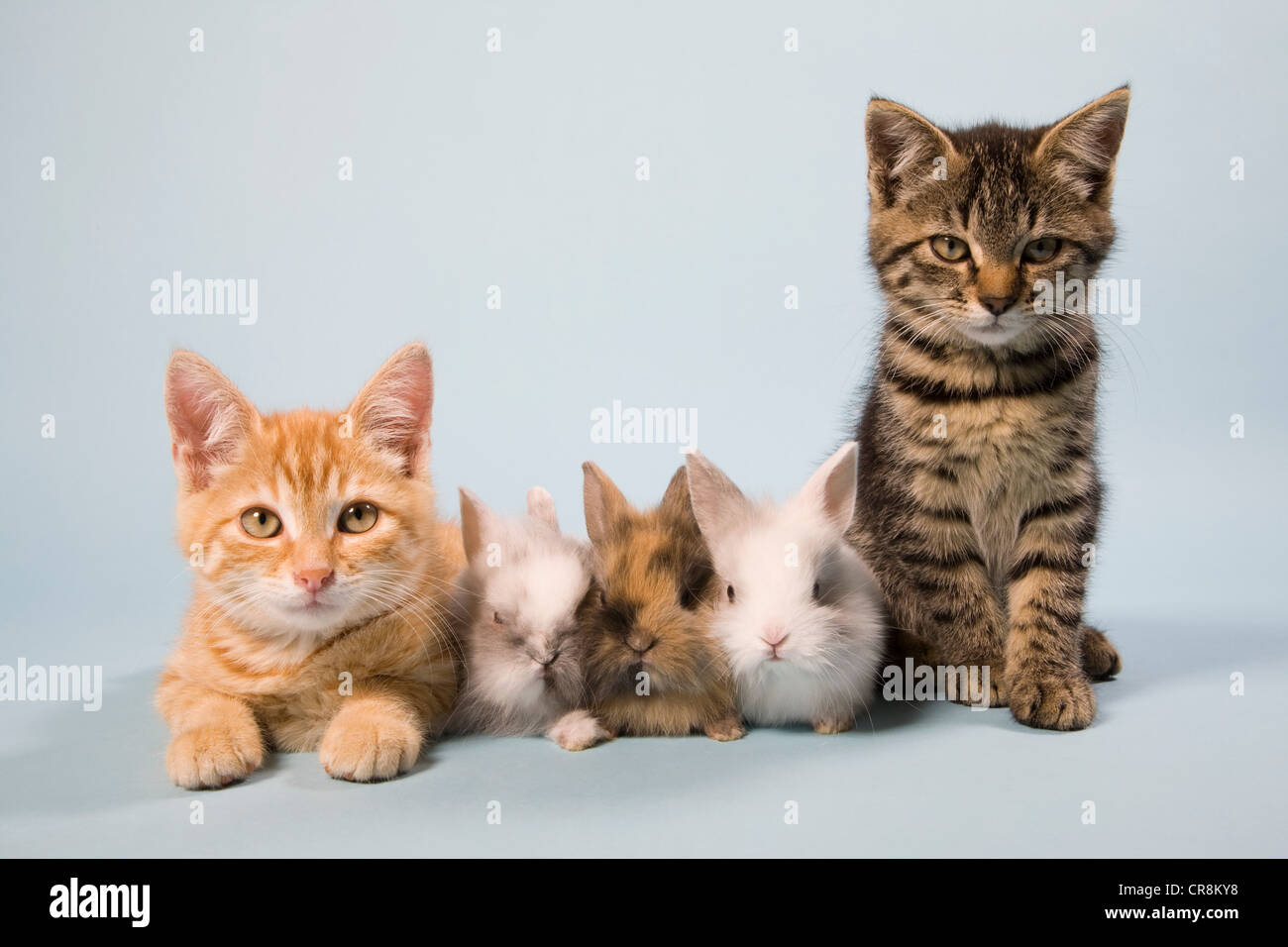 Cats and rabbits Stock Photo - Alamy