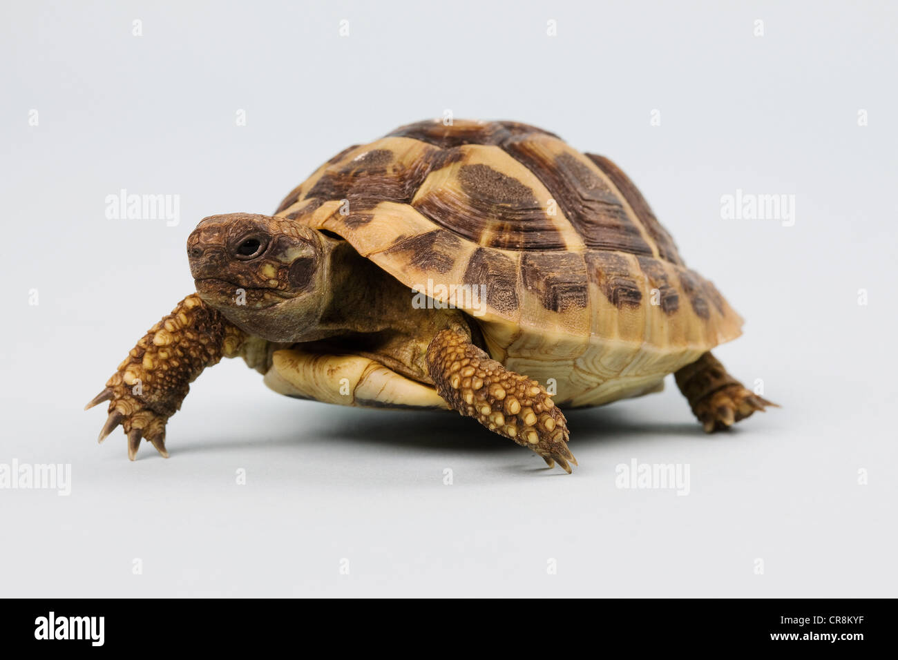 Tortoise hi-res stock photography and images - Alamy