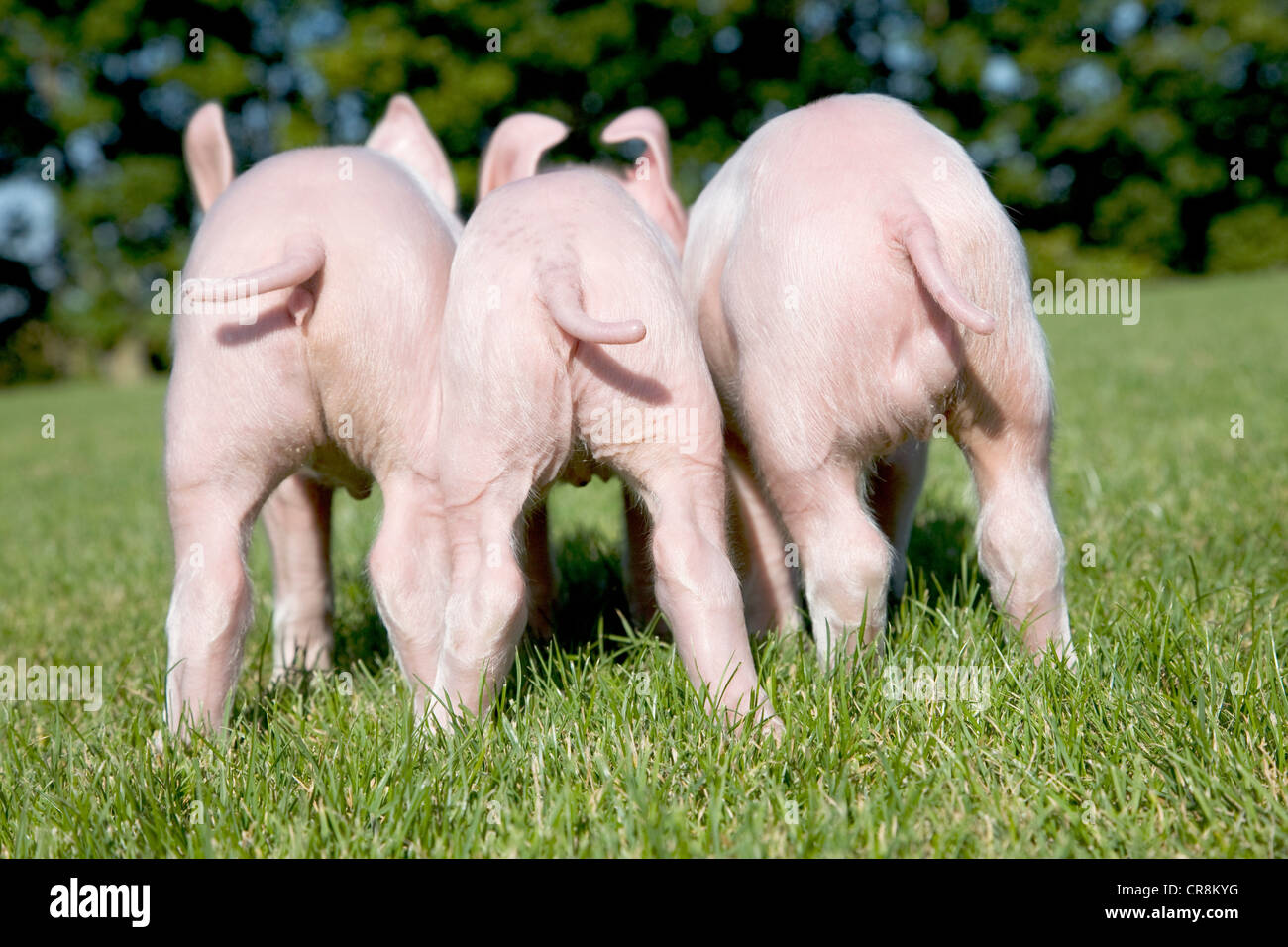 Three piglets in field, rear view Stock Photo - Alamy