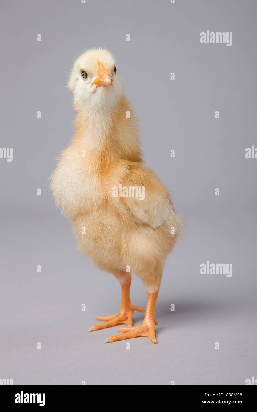 Shot stands hi-res stock photography and images - Alamy