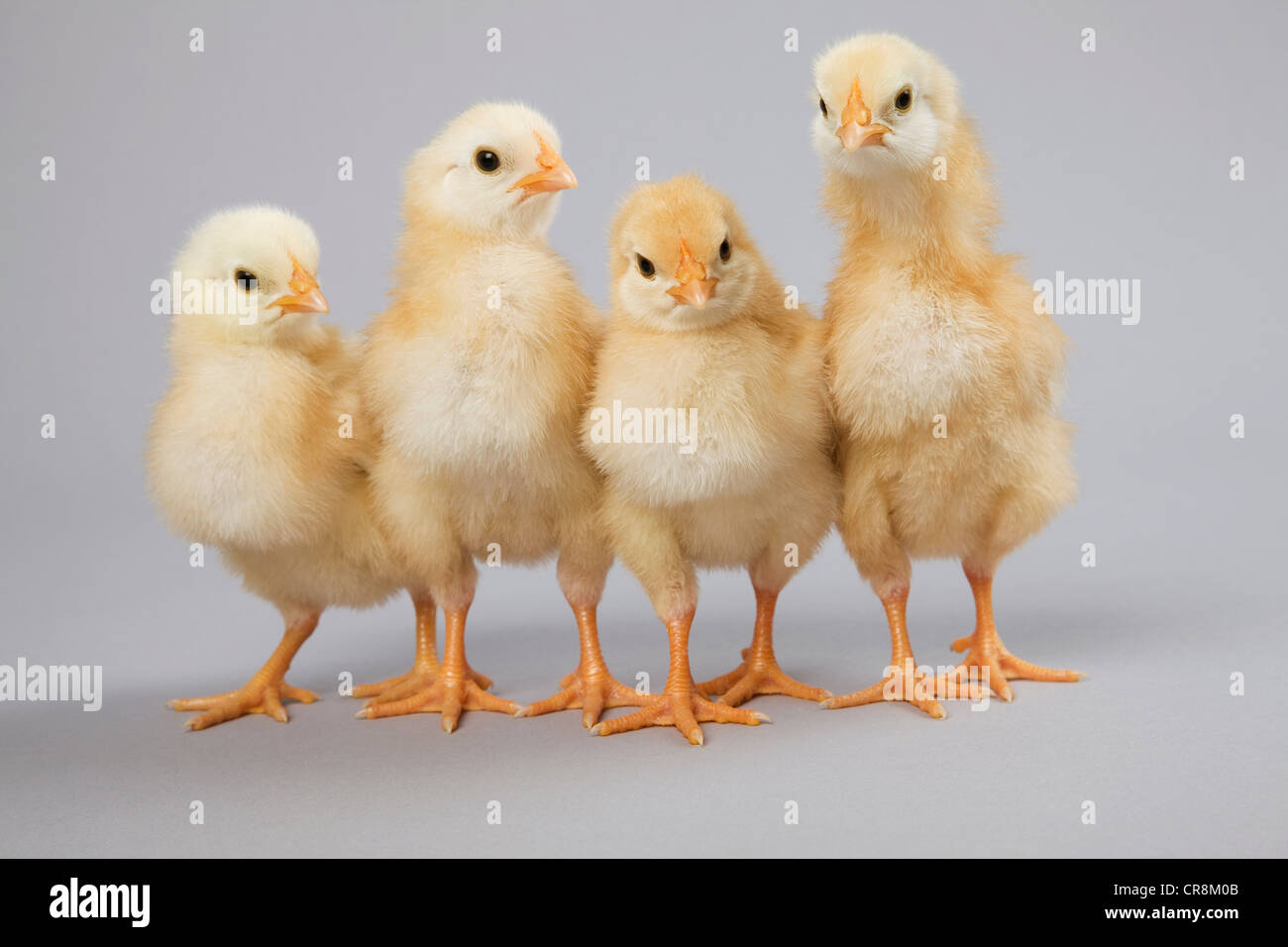 Four chicks front view, studio shot Stock Photo - Alamy