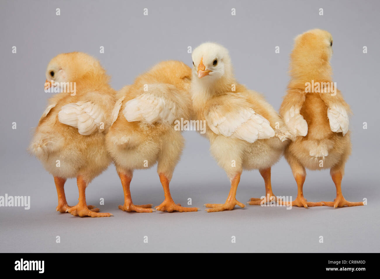 Four chicks rear view, studio shot Stock Photo - Alamy