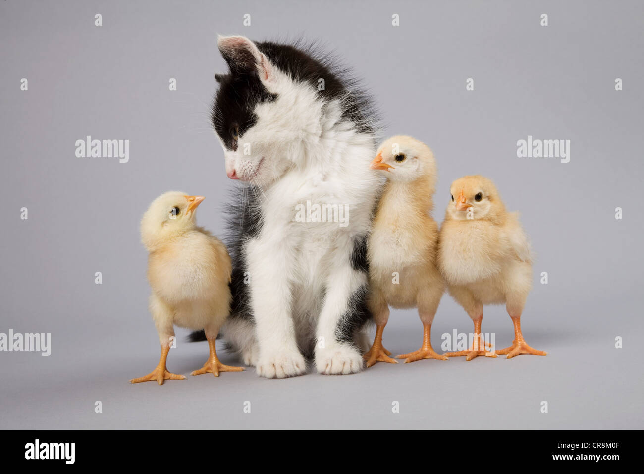 Kitten and chicks Stock Photo - Alamy