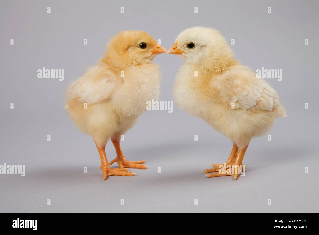 Fluffy chicks standing hi-res stock photography and images - Alamy