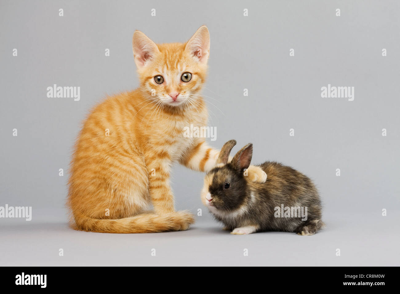 Kitten and rabbit Stock Photo - Alamy