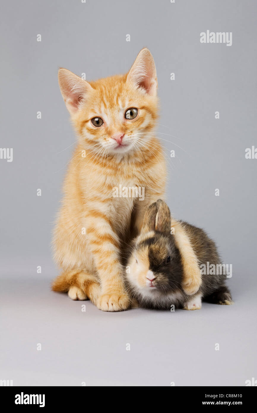 Baby Bunnies And Kittens Wallpaper
