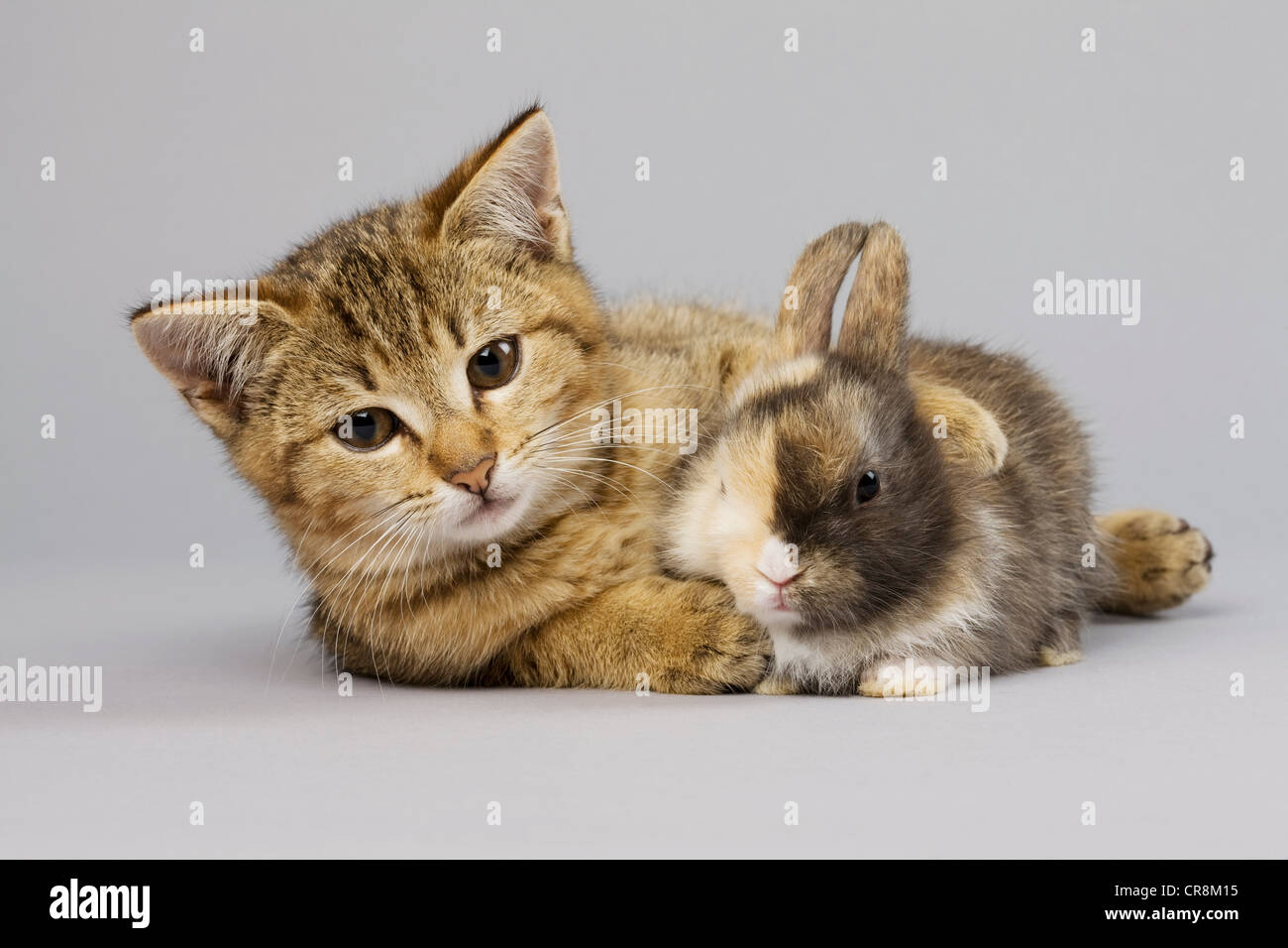 Rabbit r hi-res stock photography and images - Alamy