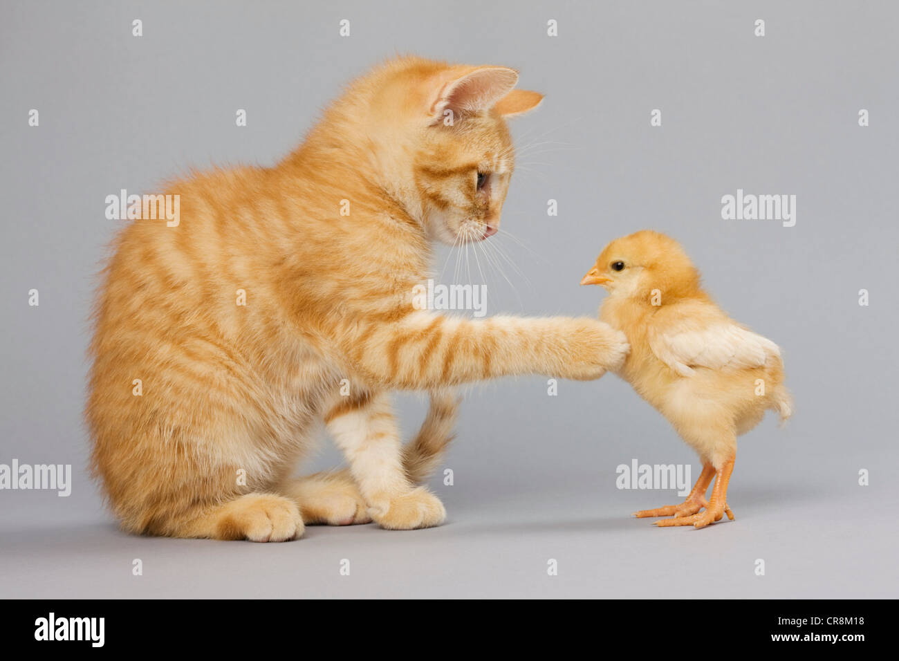Chick and kitten hi-res stock photography and images - Alamy