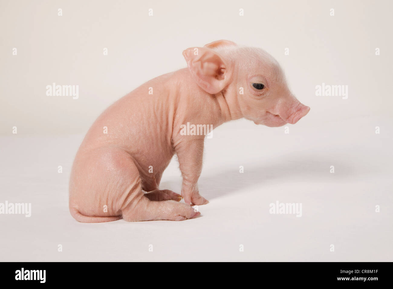 Cute piglet, studio shot Stock Photo - Alamy