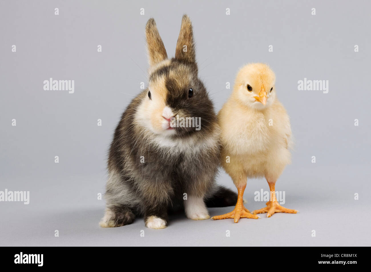 Rabbit and chick, studio shot Stock Photo - Alamy