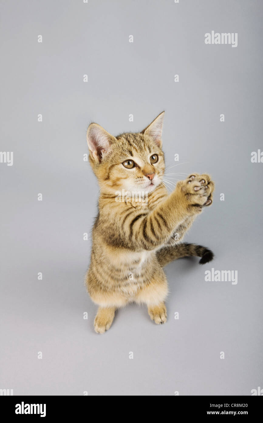 Stand stands back legs hi-res stock photography and images - Alamy