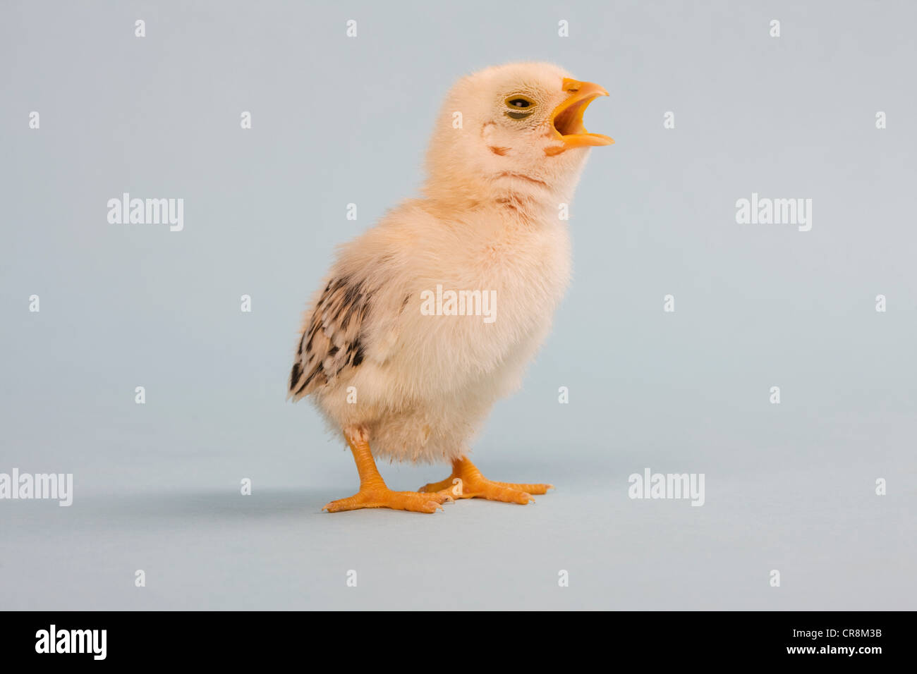 Studio nobody shot hi-res stock photography and images - Alamy