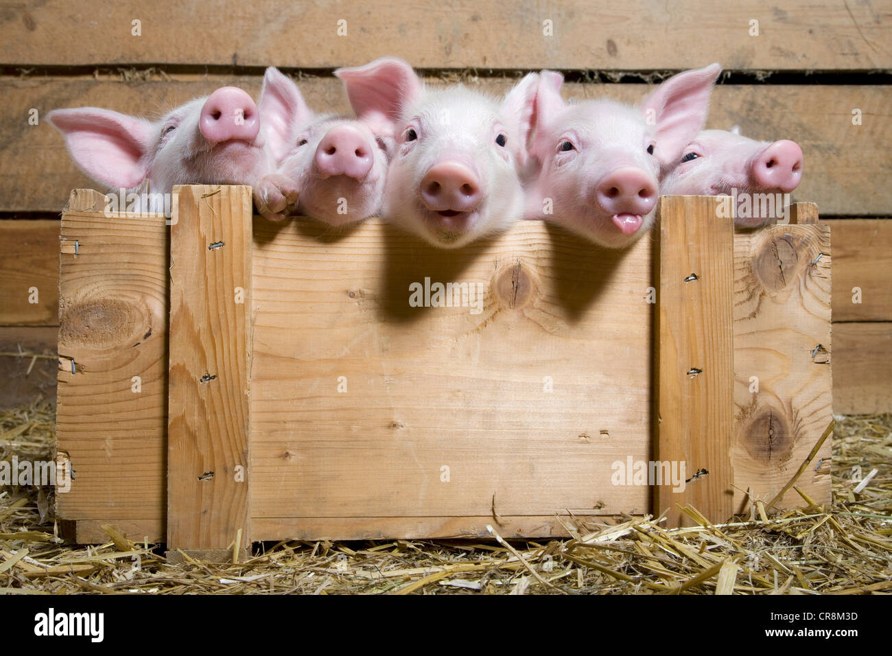 Piglets cute hi-res stock photography and images - Alamy