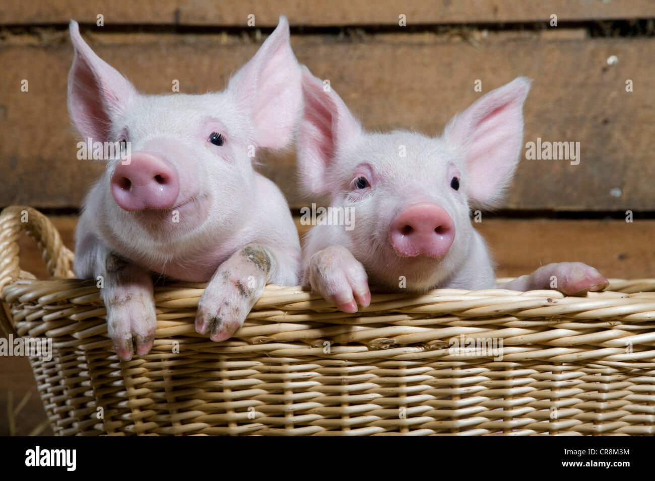 Two piglets in basket, close up Stock Photo - Alamy