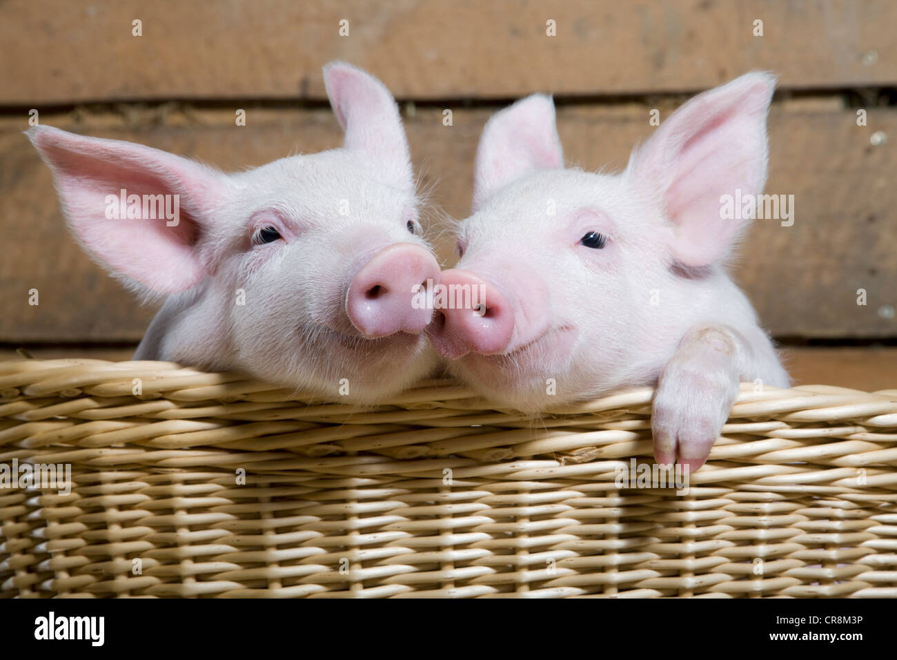 Two piglets in basket hi-res stock photography and images - Alamy