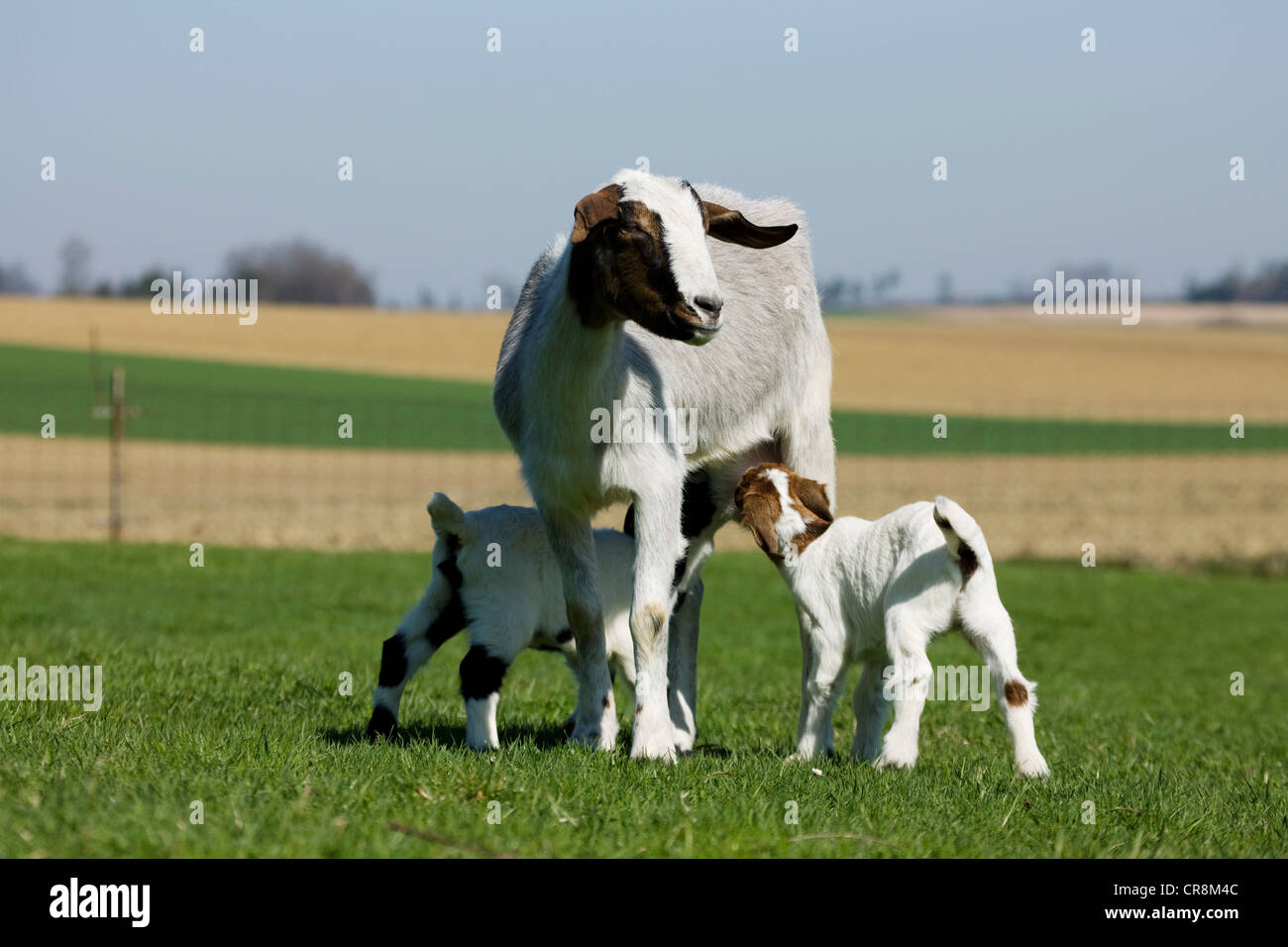 Two goat kids suckling from mother Stock Photo - Alamy