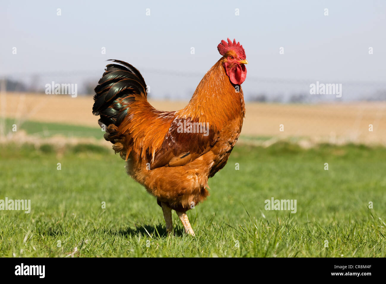 Side view rooster hi-res stock photography and images - Alamy