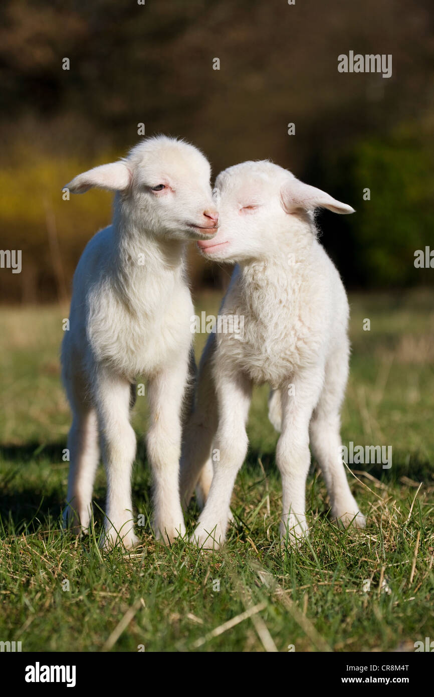 Two lambs in field Stock Photo - Alamy