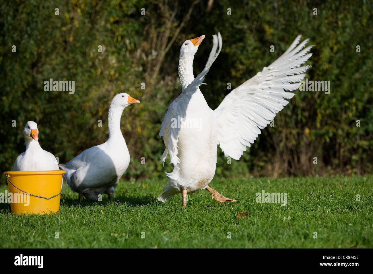 Geese with bucket of water Stock Photo - Alamy
