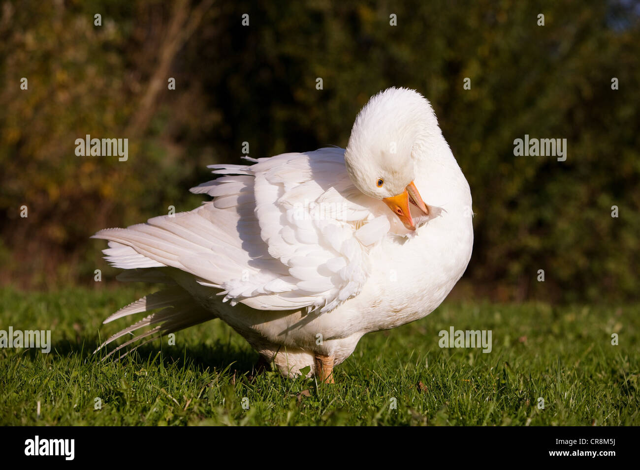 Goose hi-res stock photography and images - Alamy