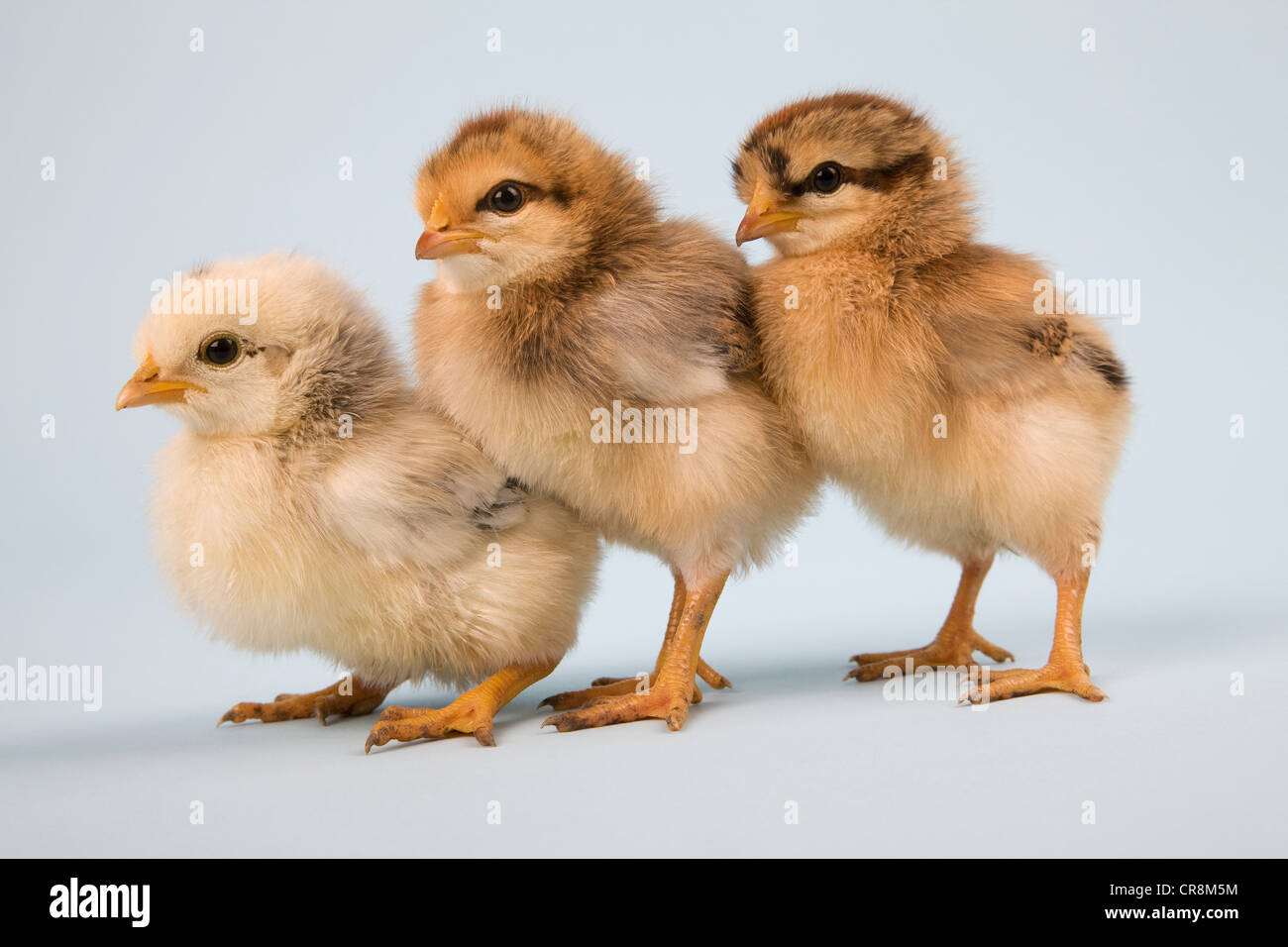 Three chicks, studio shot Stock Photo - Alamy