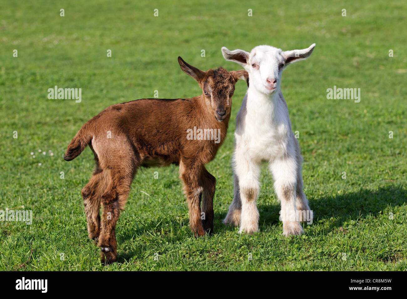 Two goat kids in field Stock Photo - Alamy