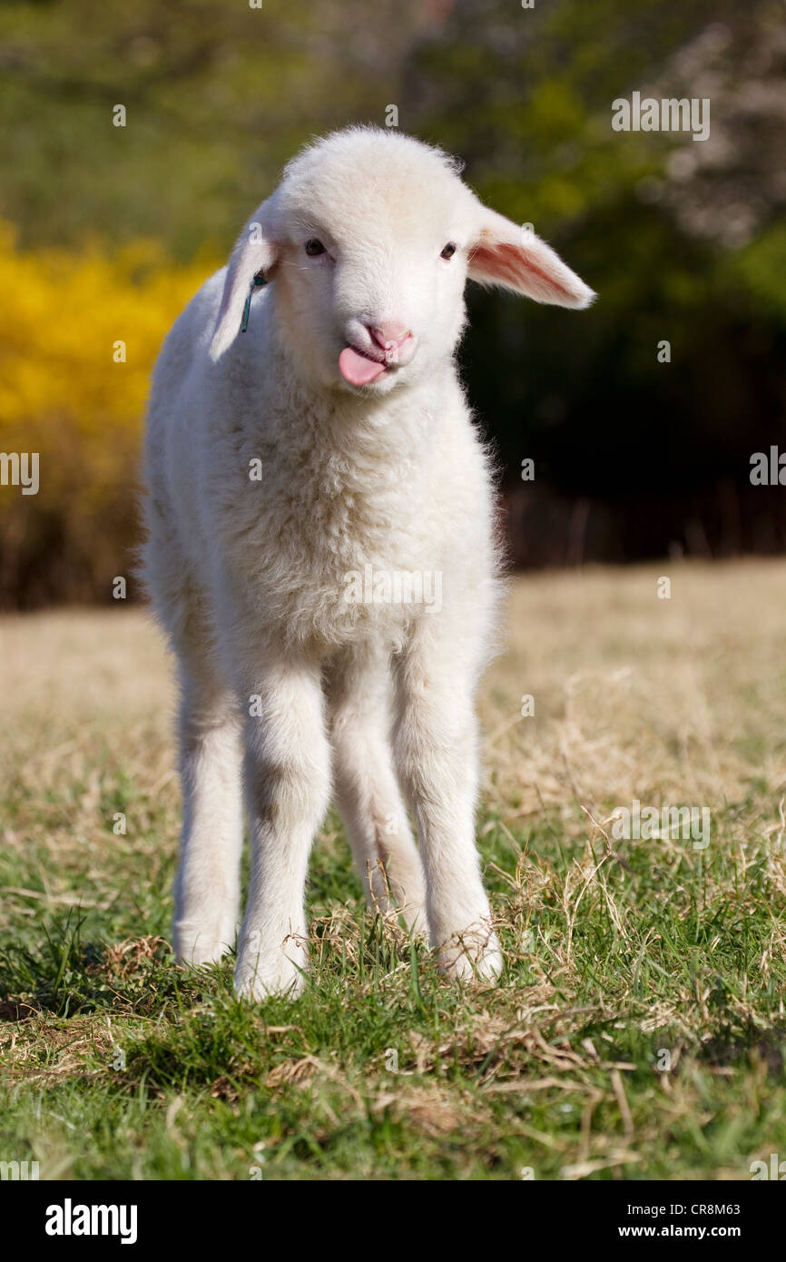 Lamb animal hi-res stock photography and images - Alamy