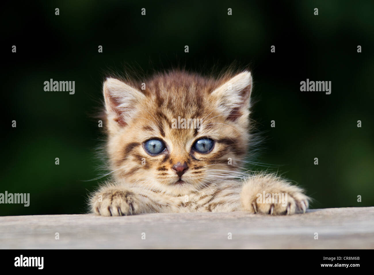 Animal looking over fence hi-res stock photography and images - Alamy