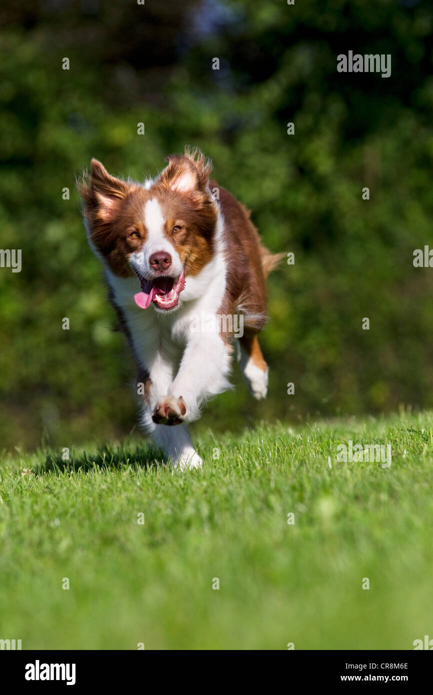 Dog running on grass Stock Photo - Alamy