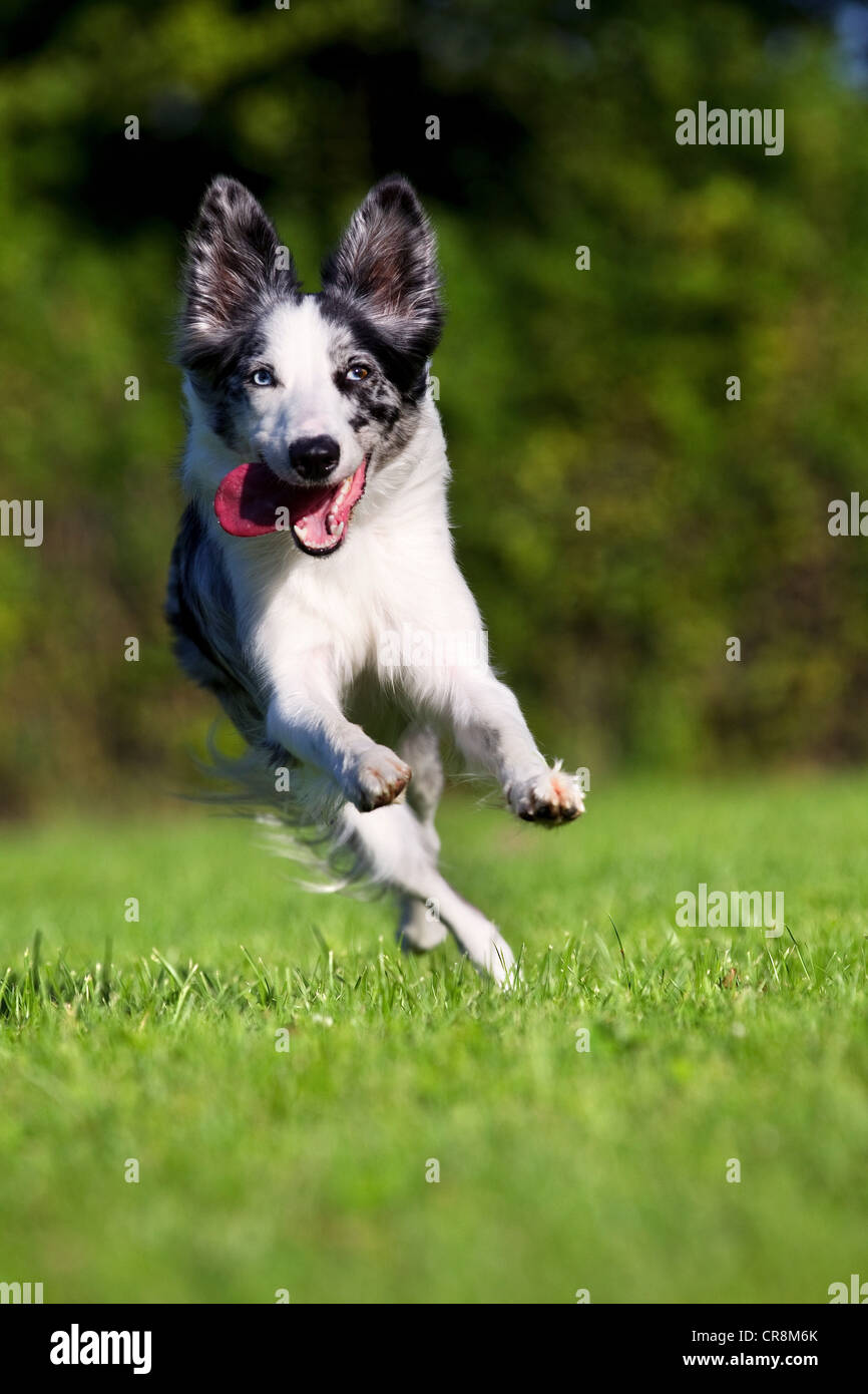 Pastoral dog hi-res stock photography and images - Alamy