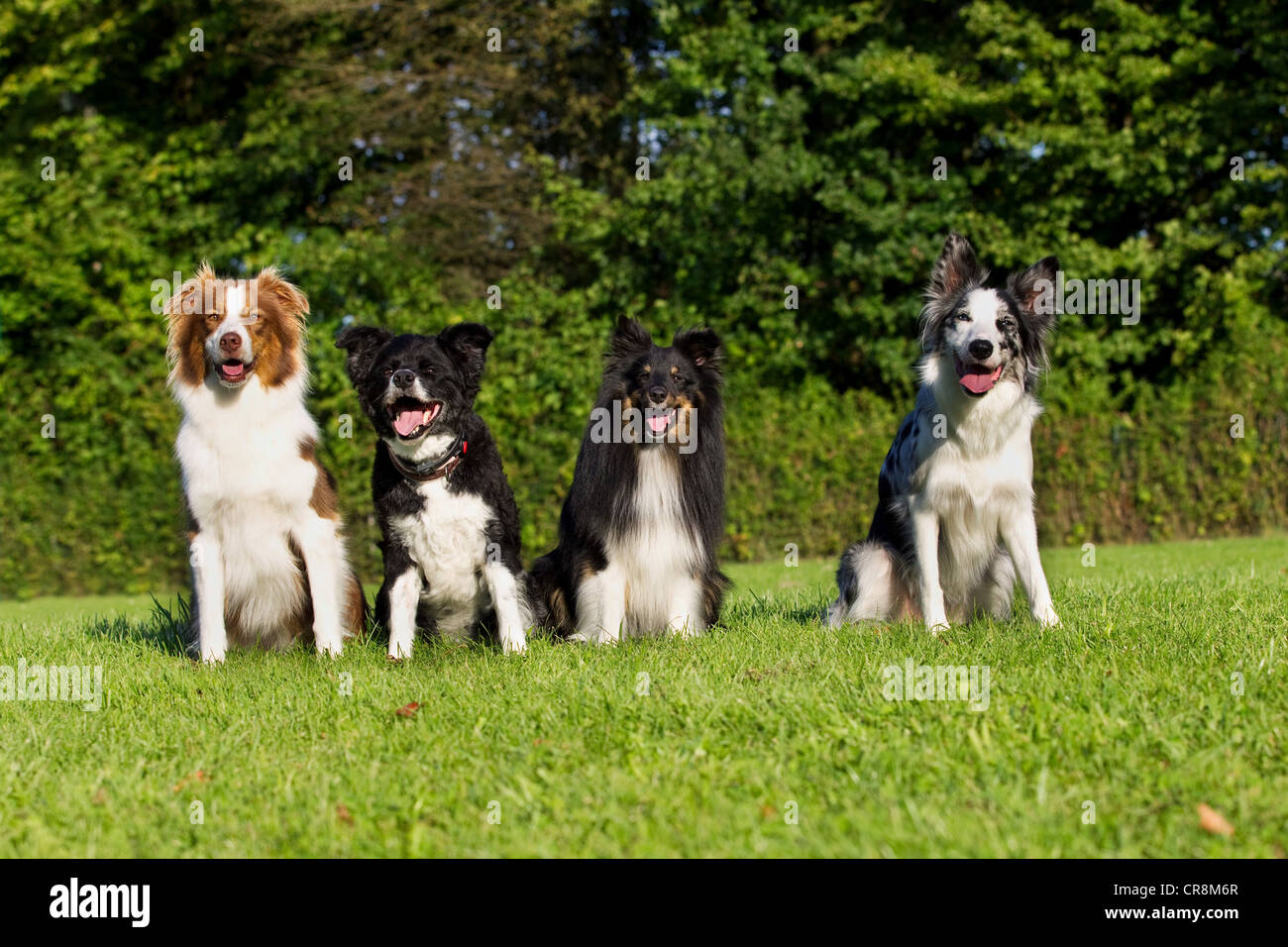 Group of four animals in the grass hi-res stock photography and images ...