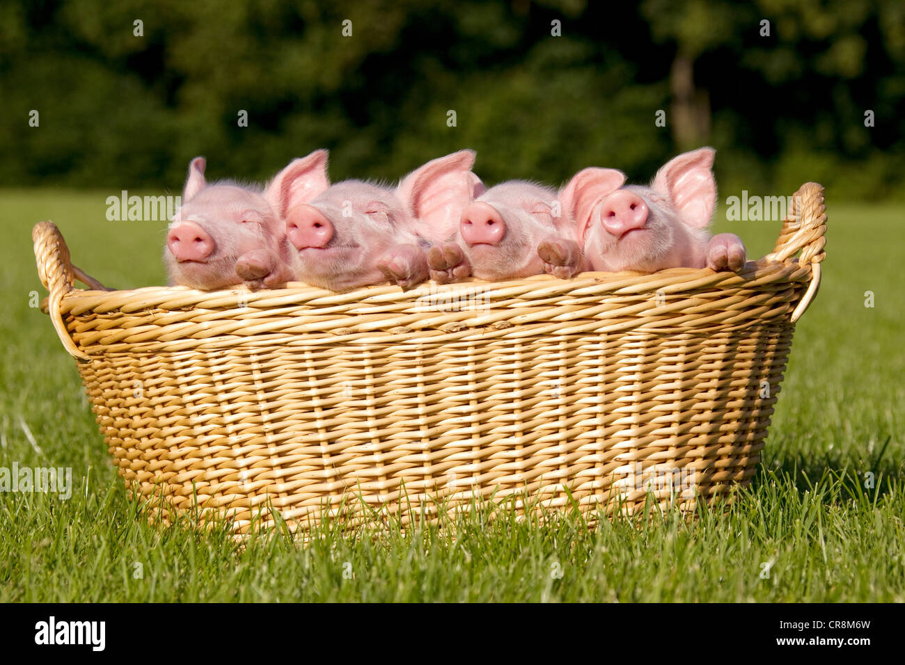 Four piglets in basket Stock Photo - Alamy