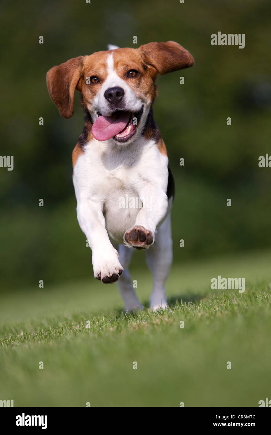 Dog running on grass with tongue out Stock Photo - Alamy