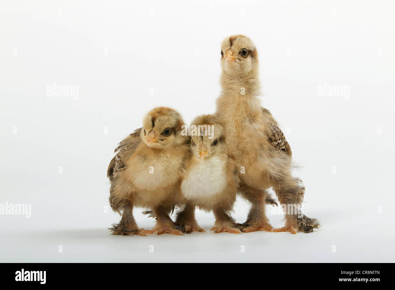 Three chicks, studio shot Stock Photo - Alamy