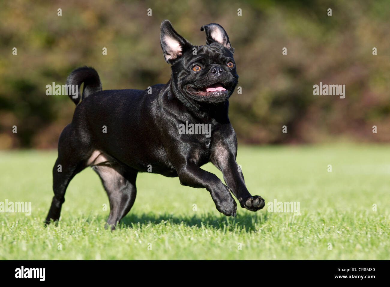 Black dog running on grass Stock Photo - Alamy