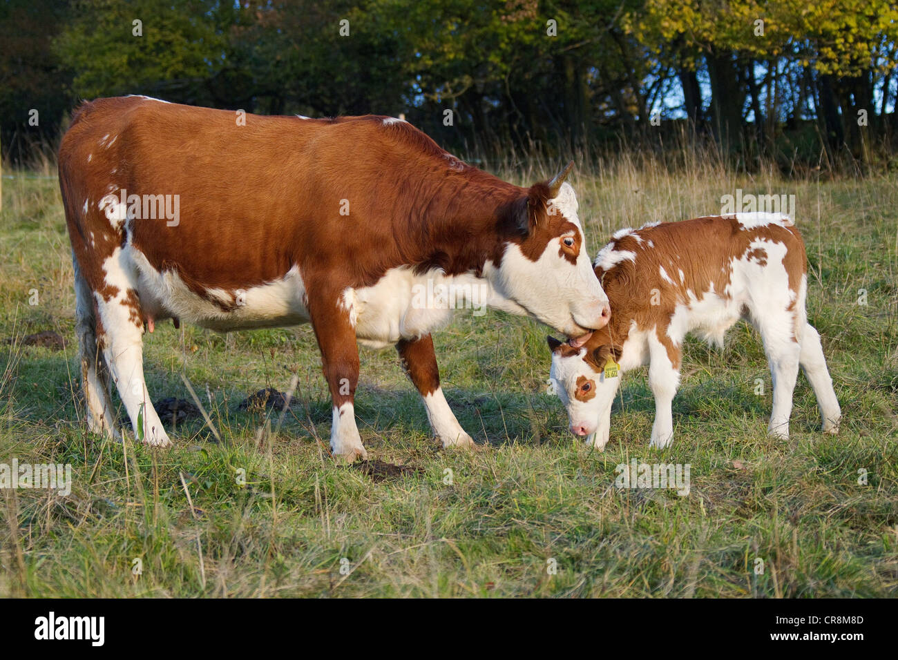 Cow and calf in field Stock Photo - Alamy