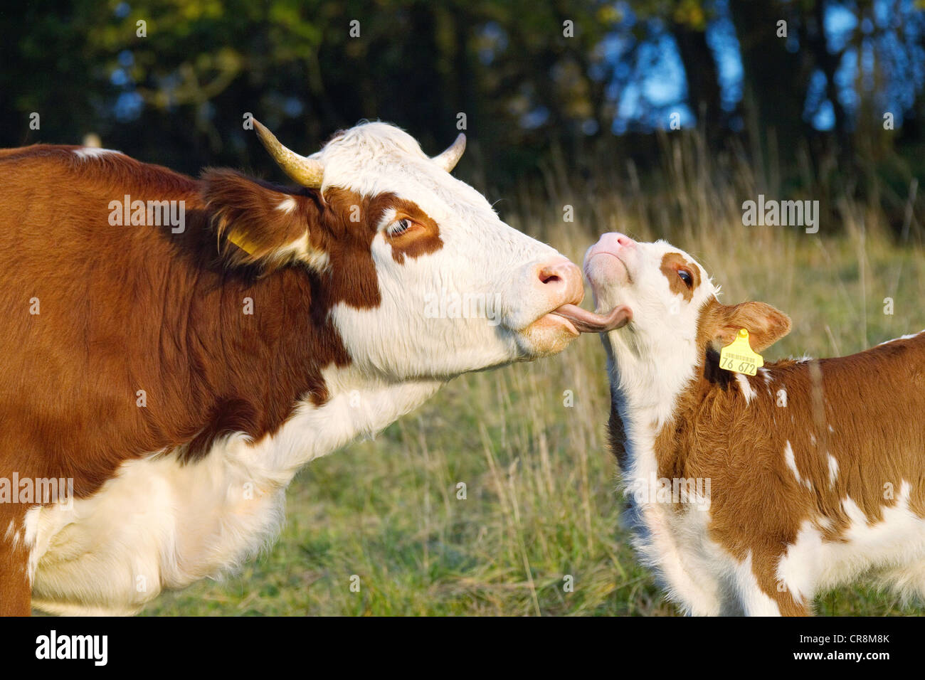 Cow licking calf Stock Photo - Alamy