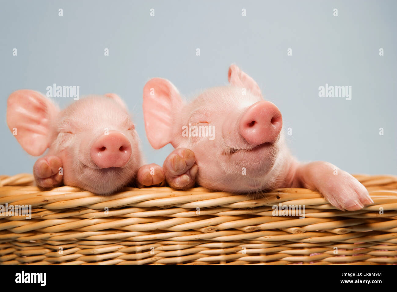 Two piglets in basket hi-res stock photography and images - Alamy