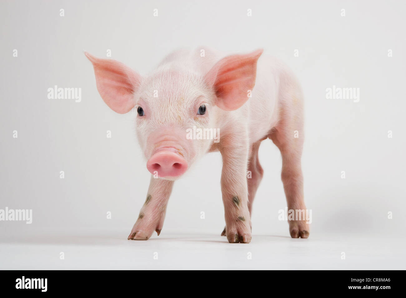 Piglet hi-res stock photography and images - Alamy