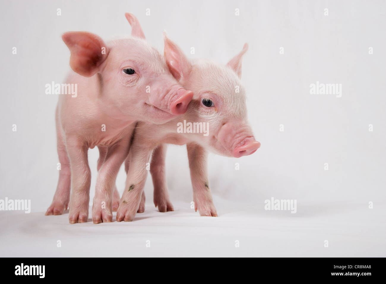 Piglets hi-res stock photography and images - Alamy