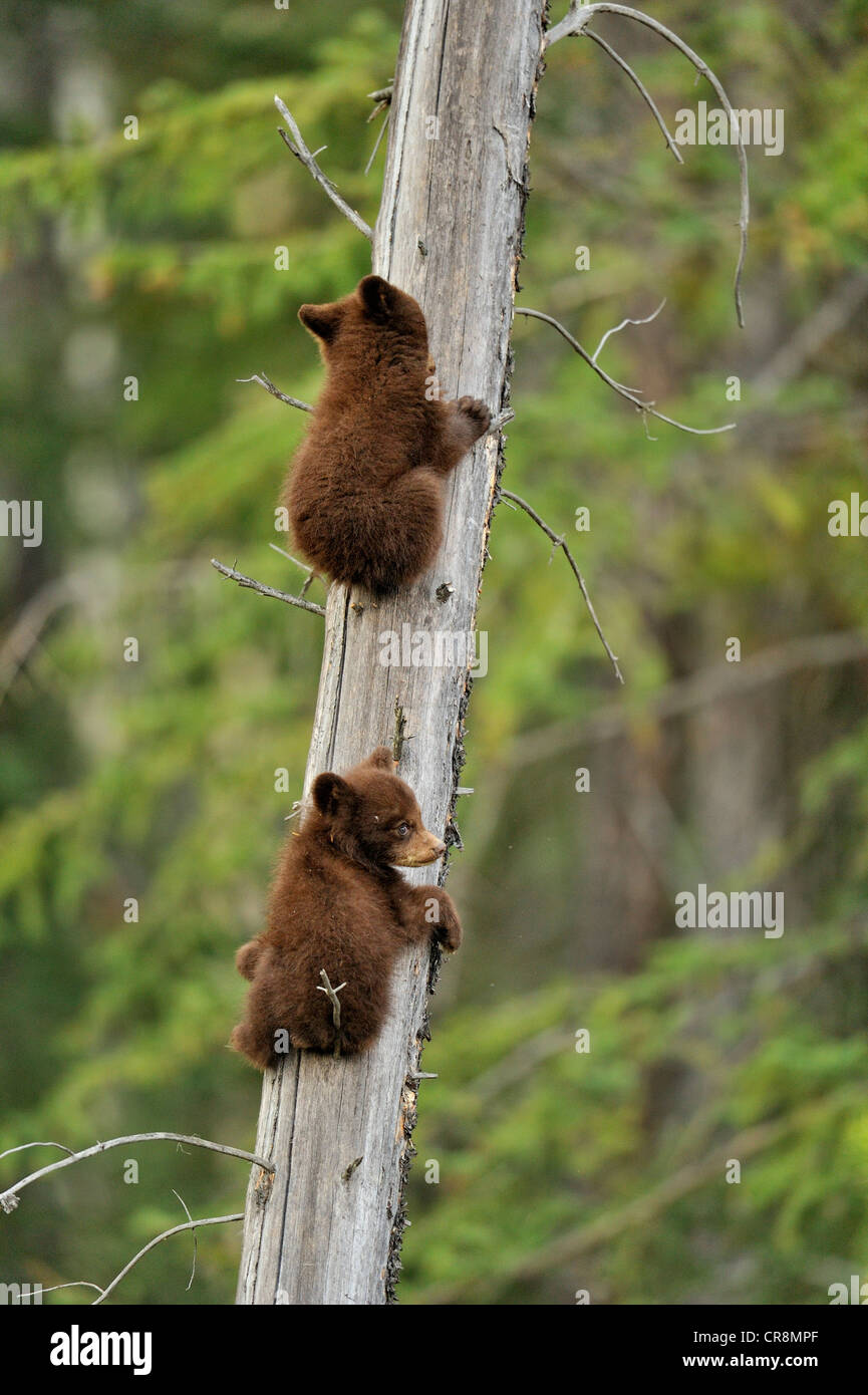American Black bear (Ursus americanus) Two cubs playing in the safety ...