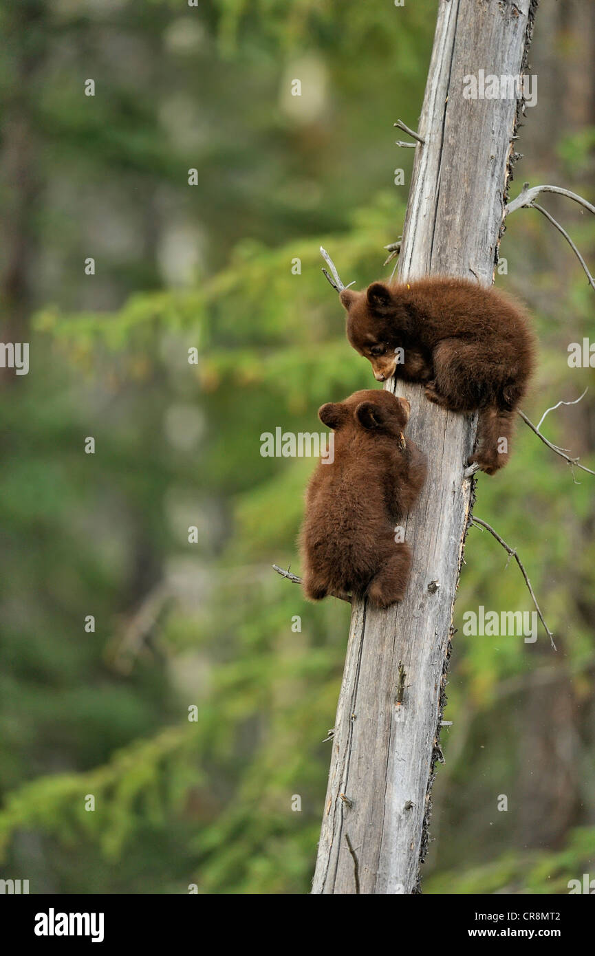 American Black bear (Ursus americanus) Two cubs playing in the safety ...