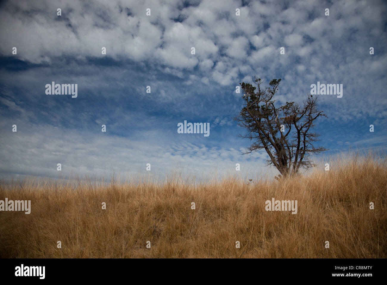 Grass field in Australia Tenterfield with blue sky and clouds Stock ...