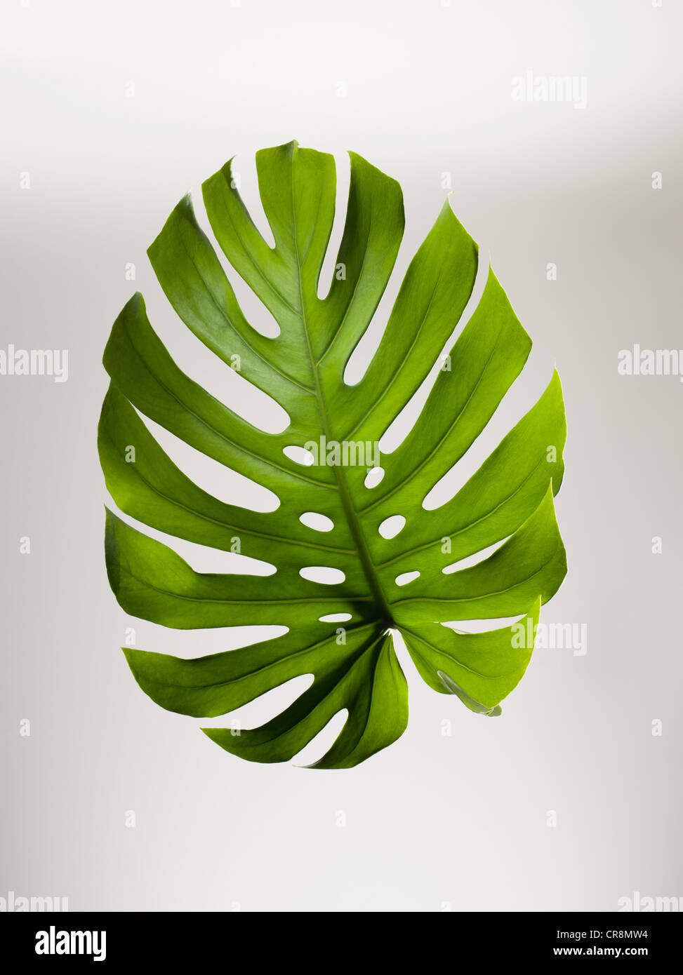Single green leaf Stock Photo - Alamy