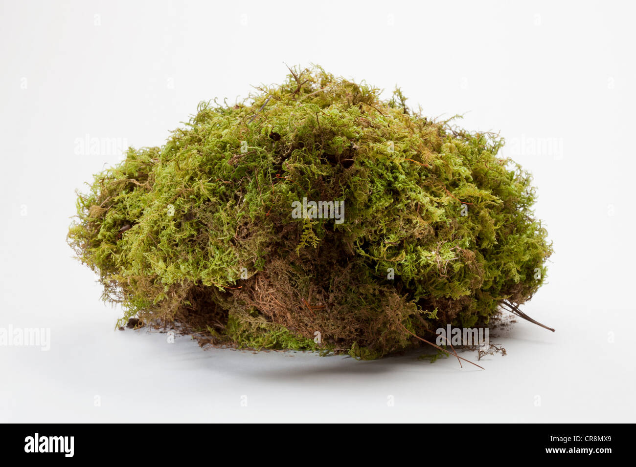 Lump of moss Stock Photo - Alamy